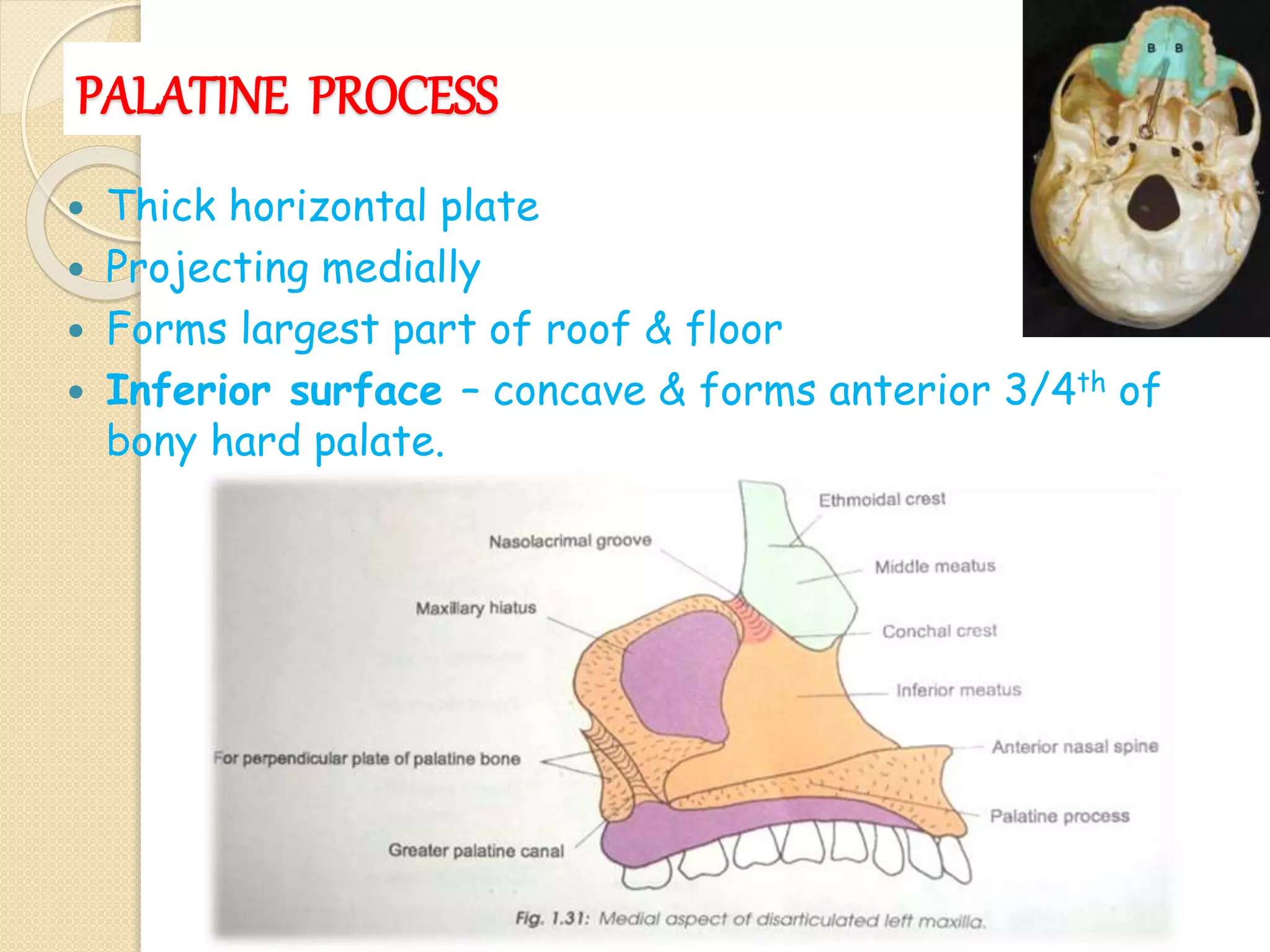 Development,anatomy and applied anatomy of Maxilla | PPTX