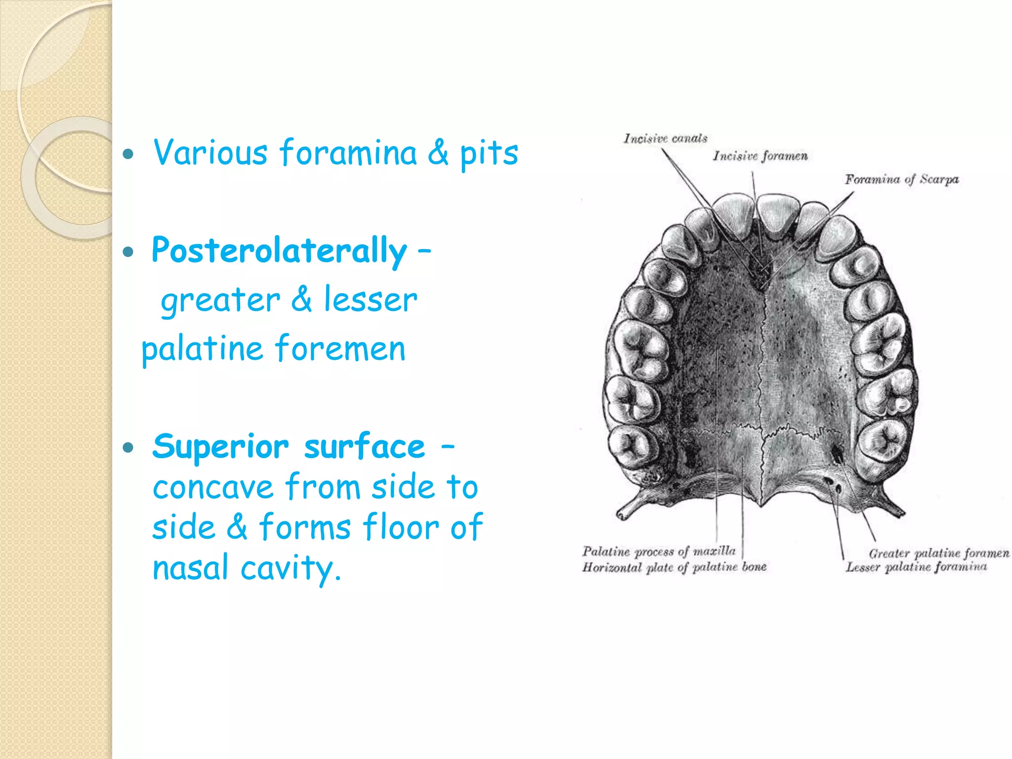 Development,anatomy and applied anatomy of Maxilla | PPTX