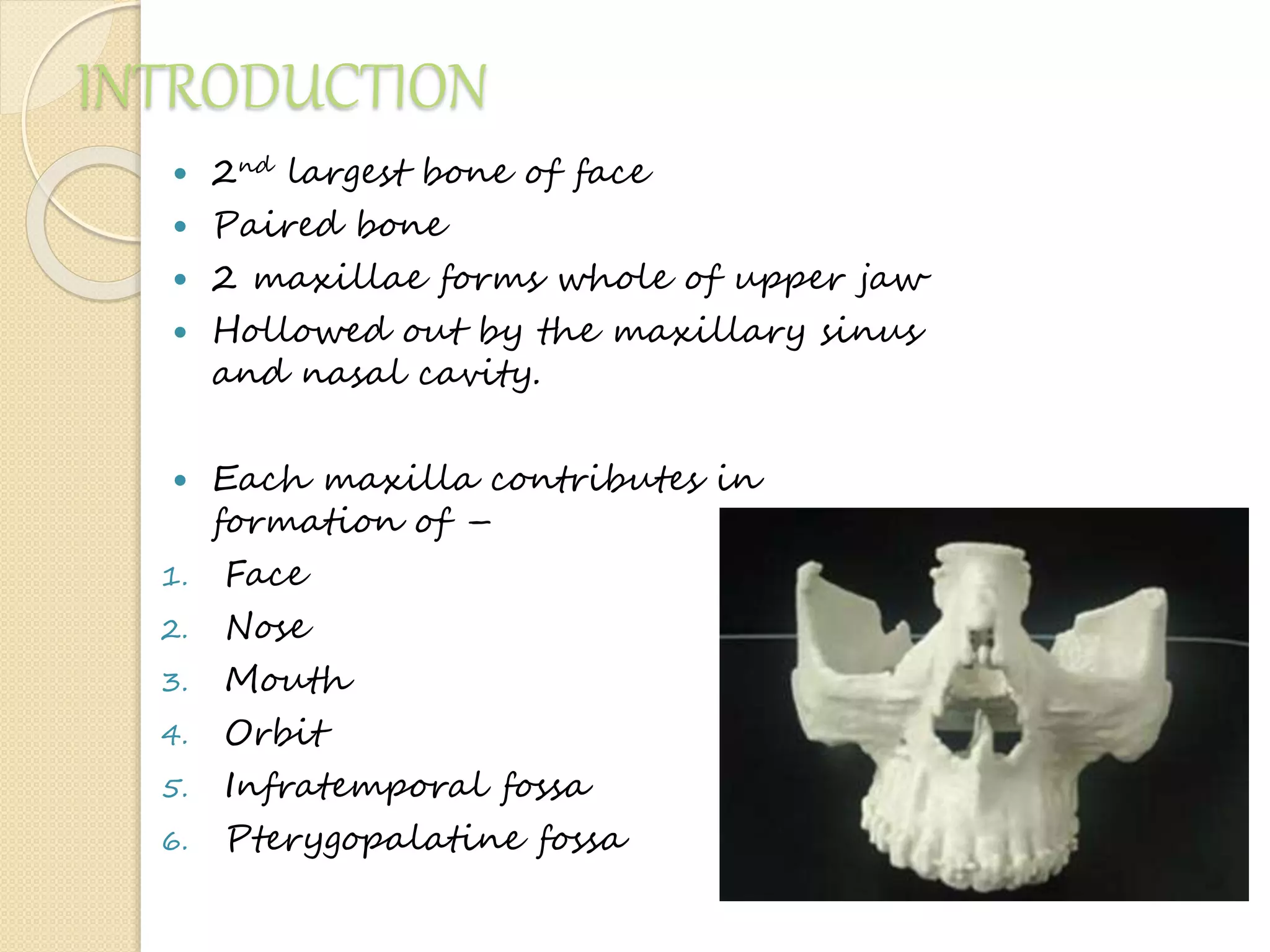 Development,anatomy and applied anatomy of Maxilla | PPTX