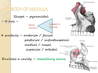 Development,anatomy and applied anatomy of Maxilla | PPTX