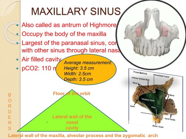Development,anatomy and applied anatomy of Maxilla | PPTX