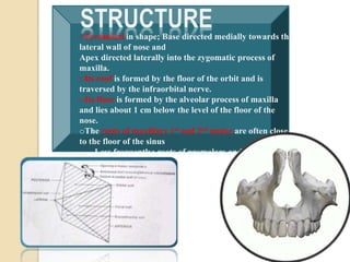 Development,anatomy and applied anatomy of Maxilla | PPTX