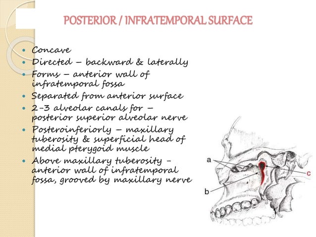 Development,anatomy and applied anatomy of Maxilla | PPTX