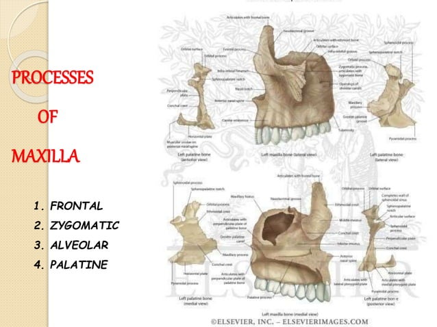 Development,anatomy and applied anatomy of Maxilla | PPTX
