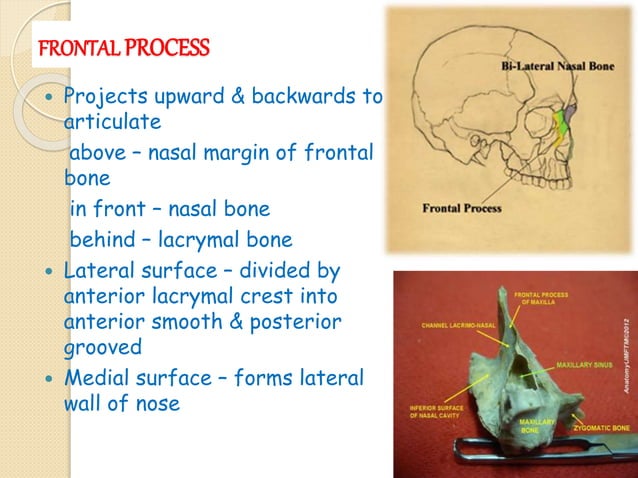 Development,anatomy and applied anatomy of Maxilla | PPTX