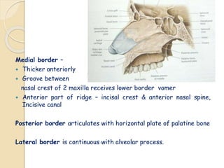 Development,anatomy and applied anatomy of Maxilla | PPTX