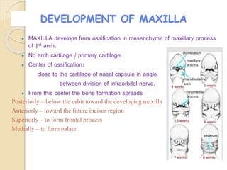 Development,anatomy and applied anatomy of Maxilla | PPTX