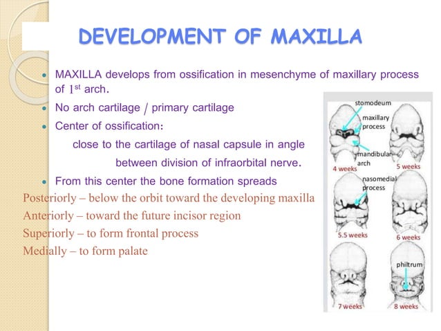 Development,anatomy and applied anatomy of Maxilla | PPTX
