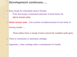 Development,anatomy and applied anatomy of Maxilla | PPTX