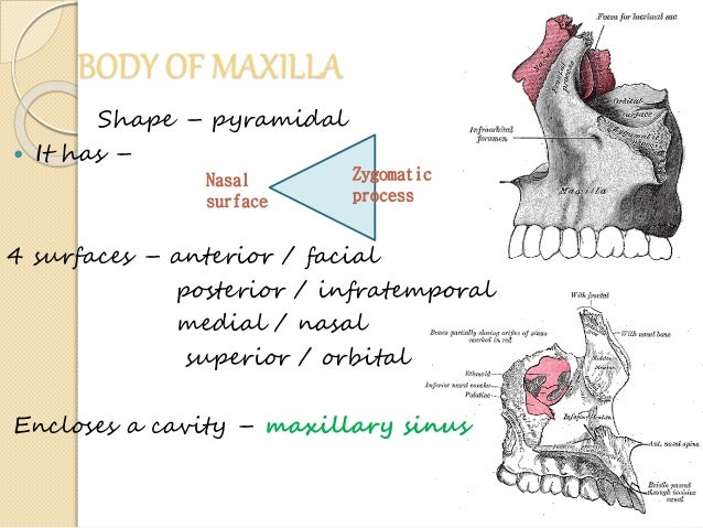 Development,anatomy and applied anatomy of Maxilla
