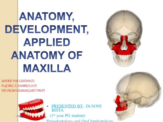 Development,anatomy and applied anatomy of Maxilla