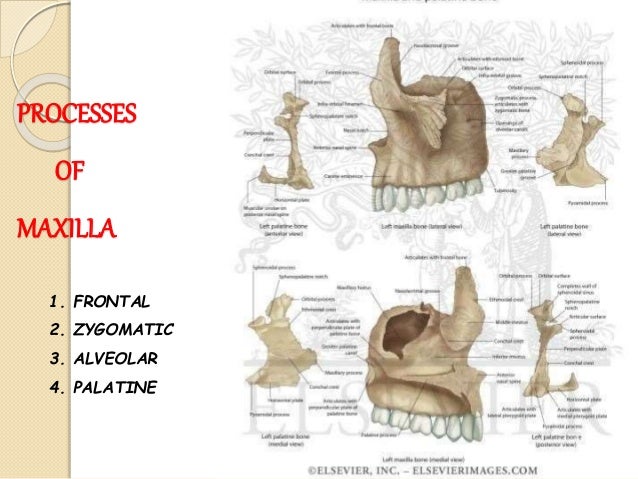 Development,anatomy and applied anatomy of Maxilla