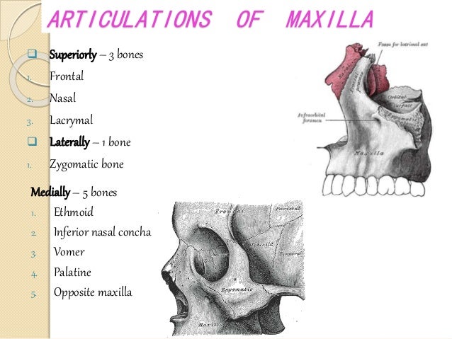Development,anatomy and applied anatomy of Maxilla
