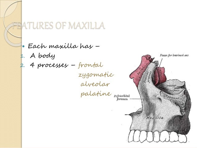 Development,anatomy and applied anatomy of Maxilla