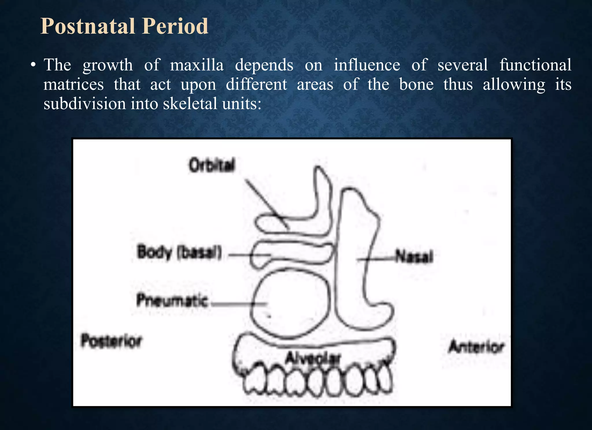 Maxilla | PPTX