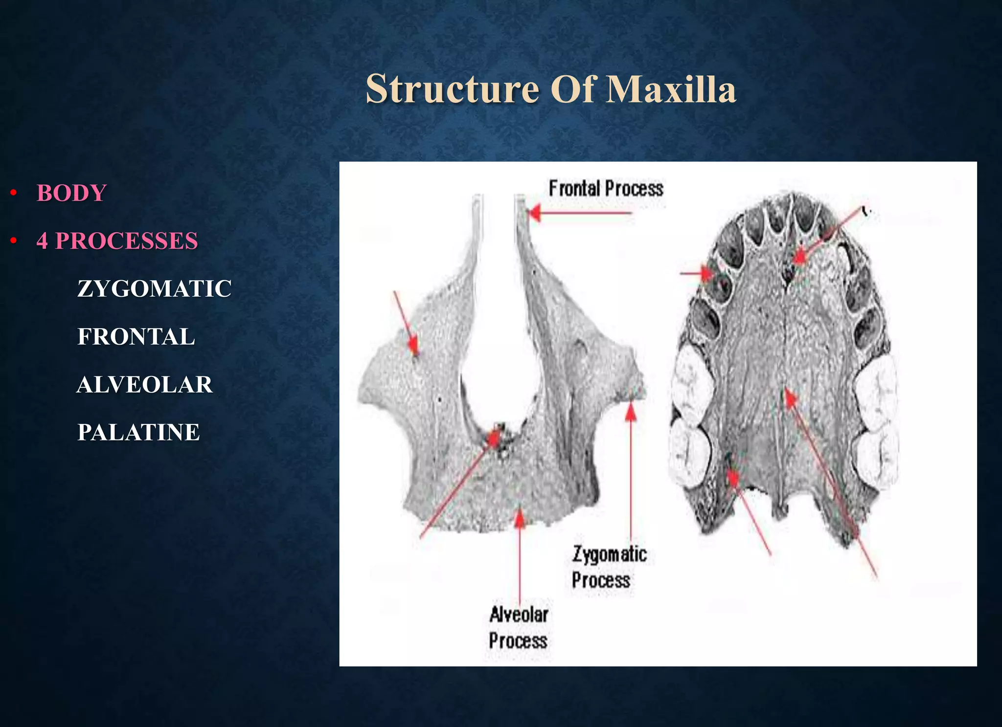 Maxilla | PPTX