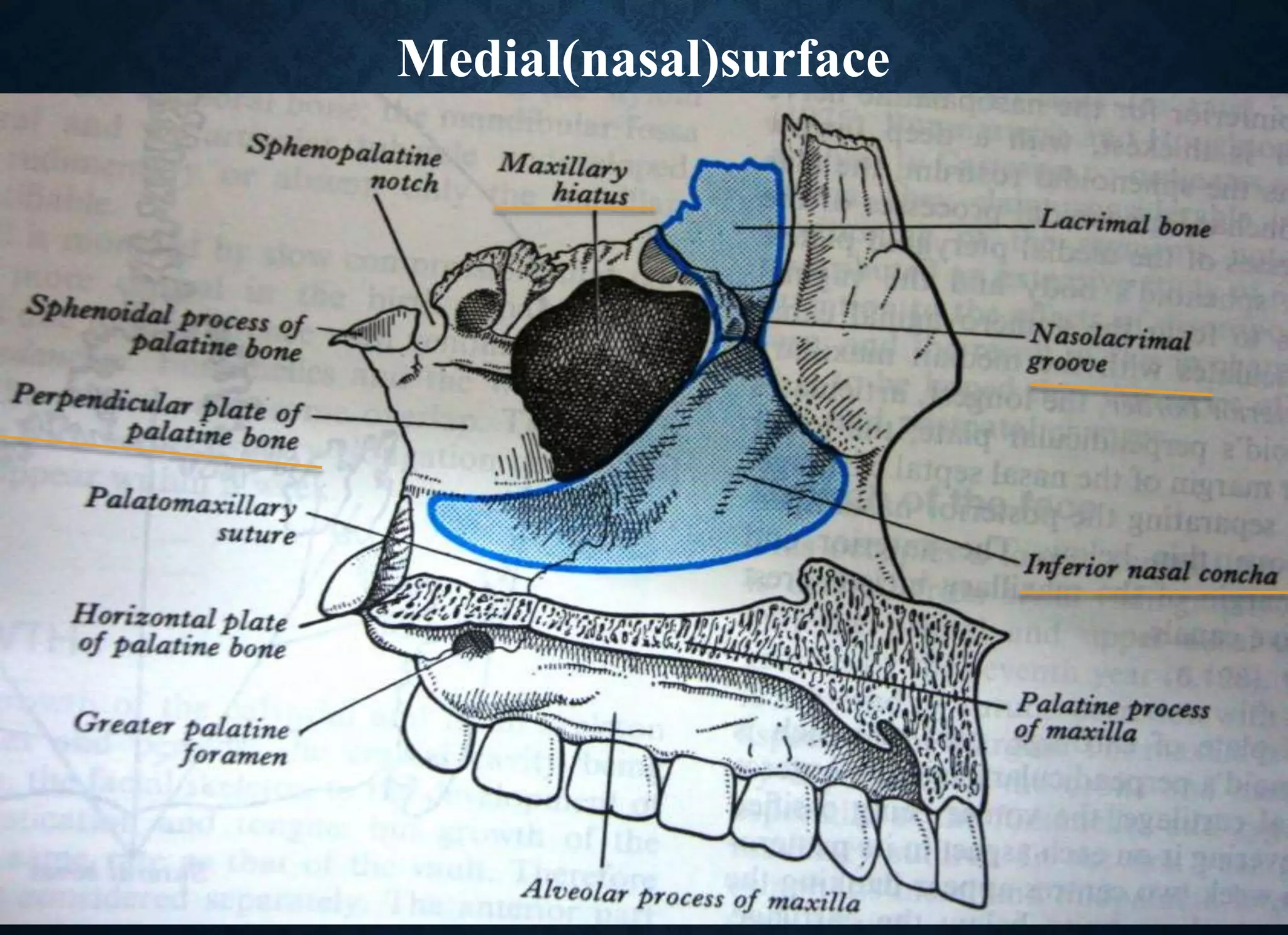 Maxilla | PPTX