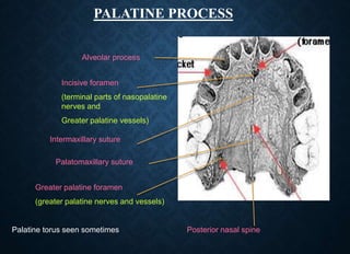 Maxilla | PPTX
