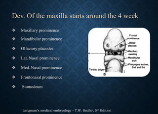 Maxillary Prominence