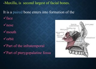 Maxilla | PPT