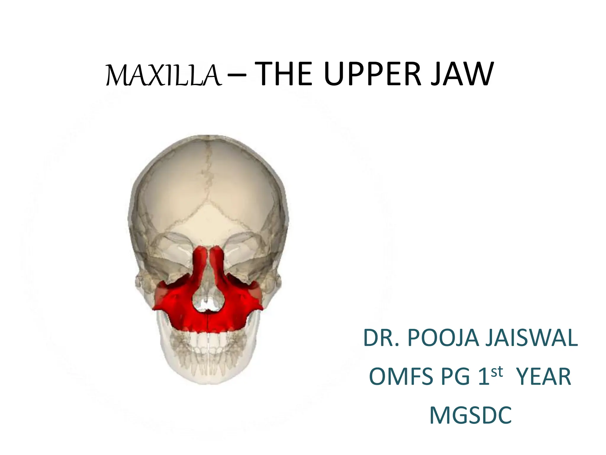 maxilla, development and clinical corelation.pptx