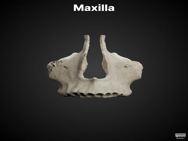MAXILLA anatomy is very important.pptx
