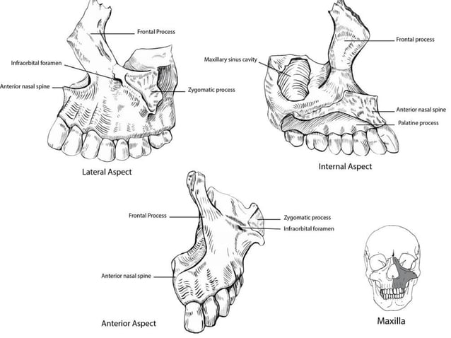 ANATOMY OF MAXILLA WITH CLINICAL CORRELATIONS | PPTX