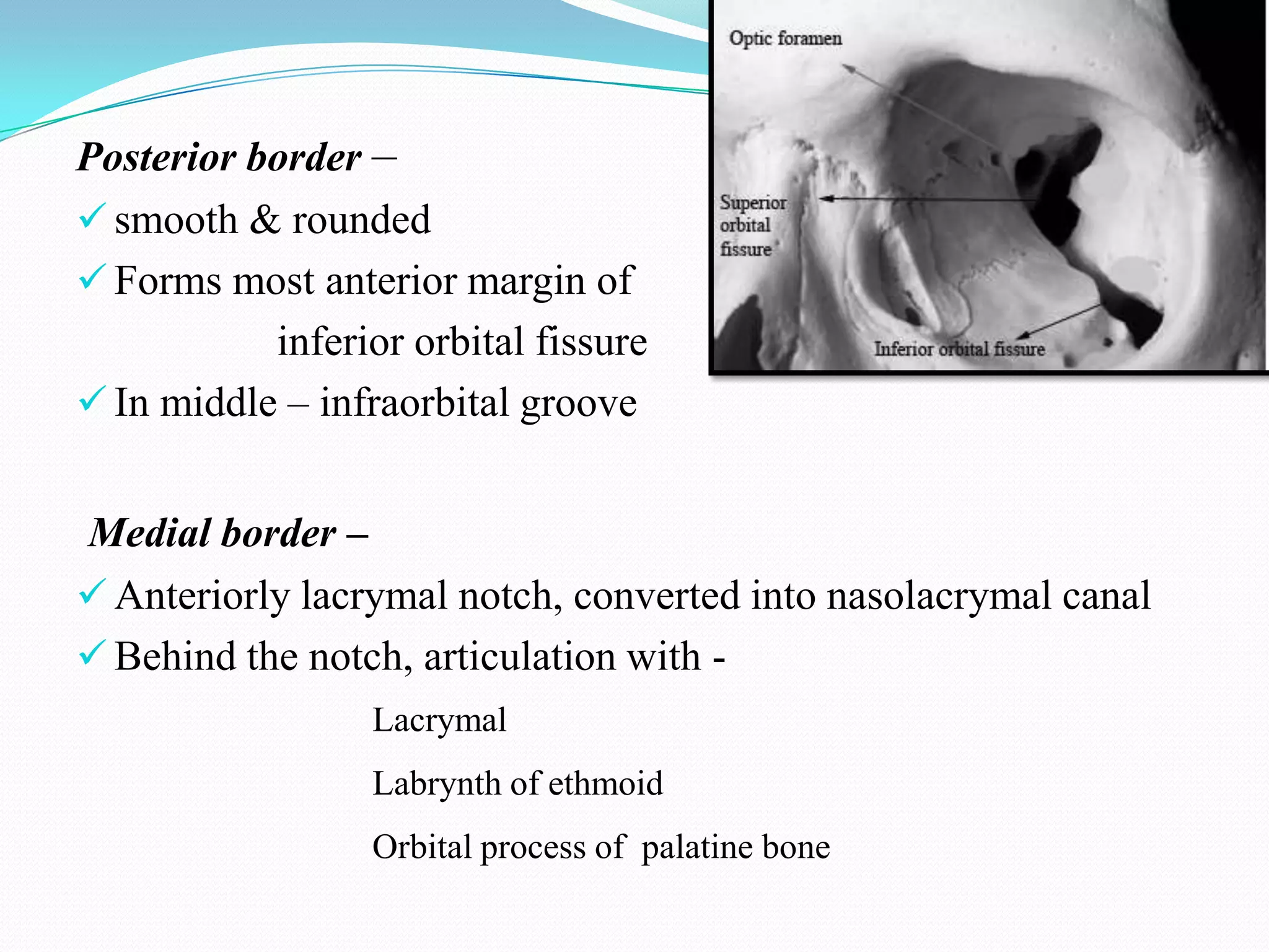 Maxilla anatomy, development & surgical anatomy | PPTX