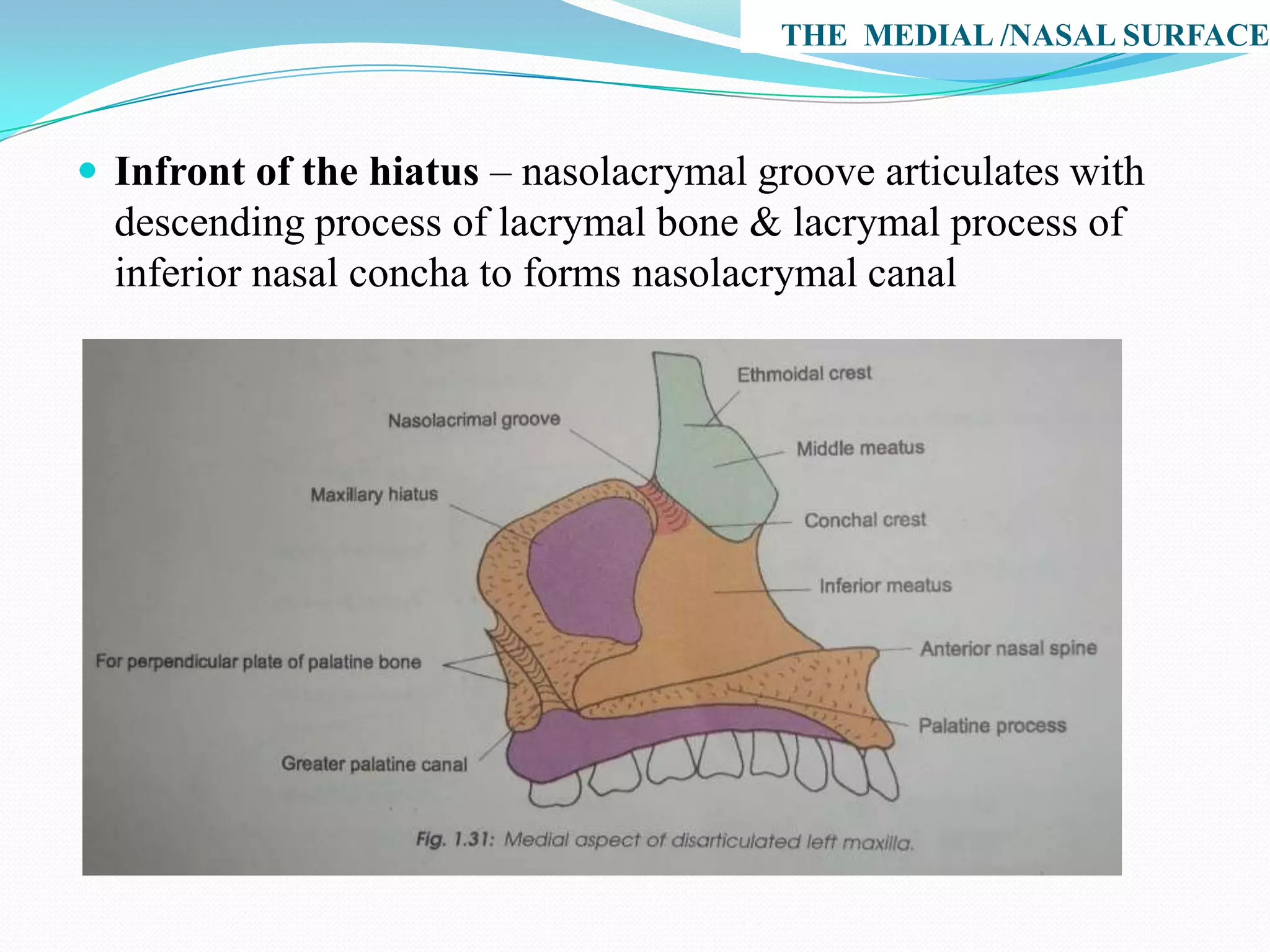 Maxilla anatomy, development & surgical anatomy | PPTX