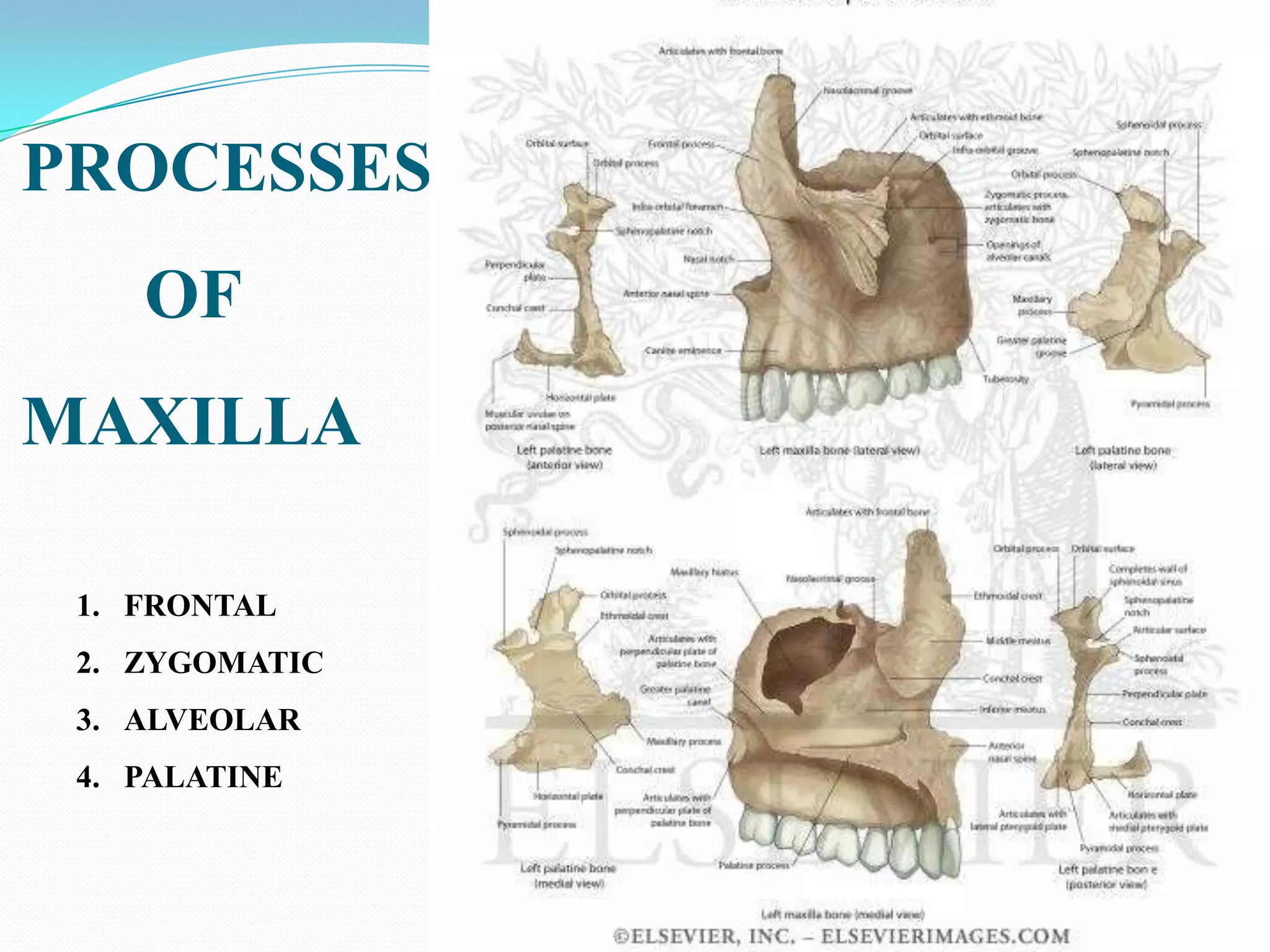 Maxilla anatomy, development & surgical anatomy | PPTX