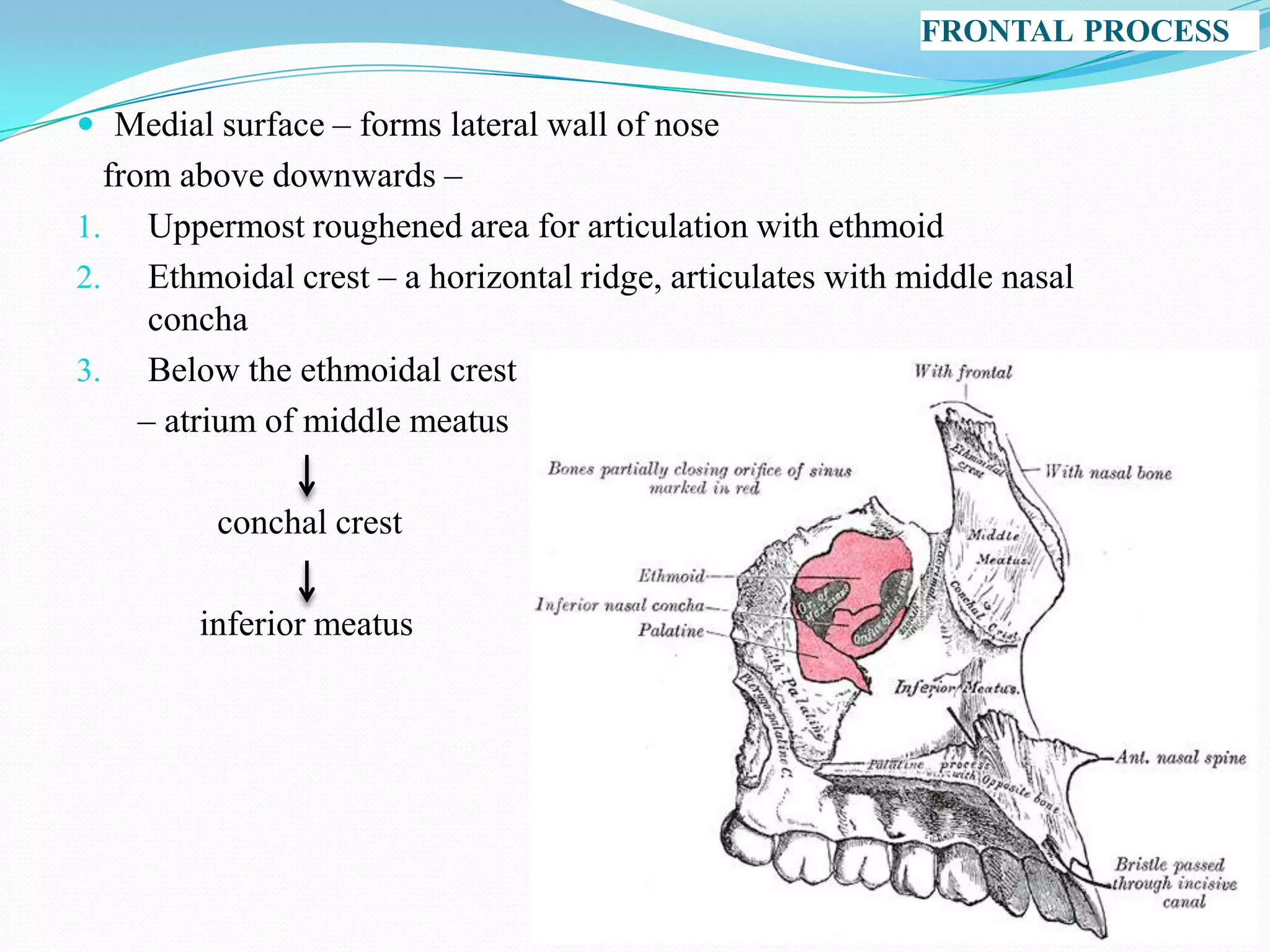 Maxilla anatomy, development & surgical anatomy | PPTX