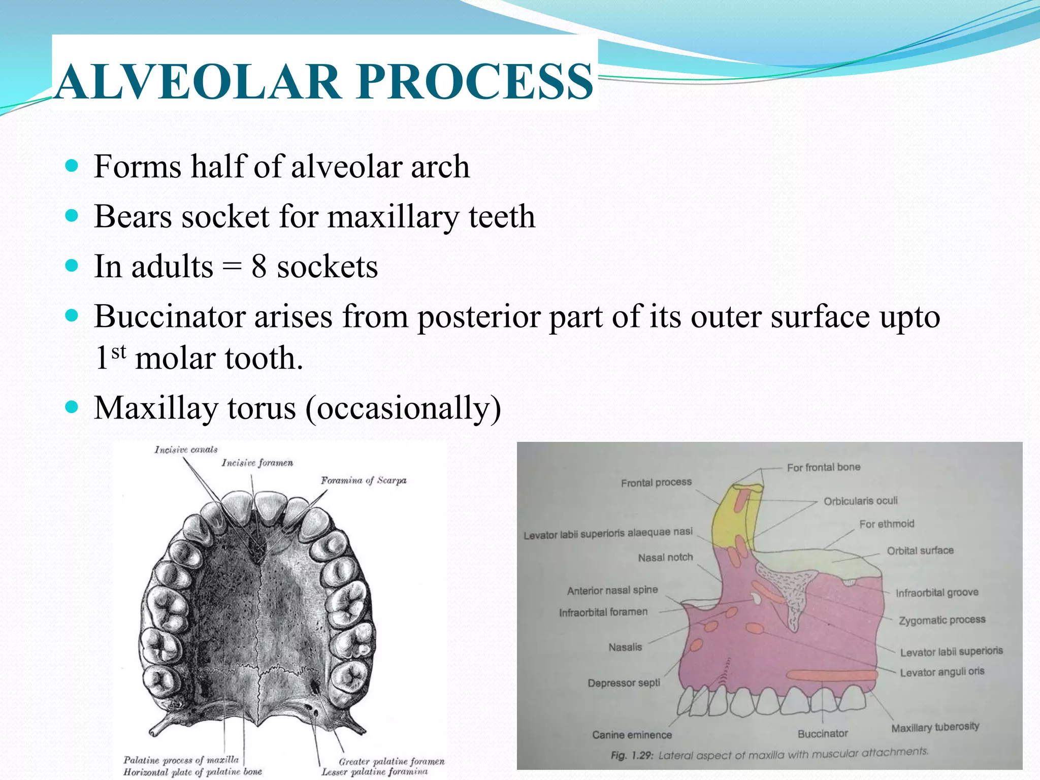 Maxilla anatomy, development & surgical anatomy | PPTX