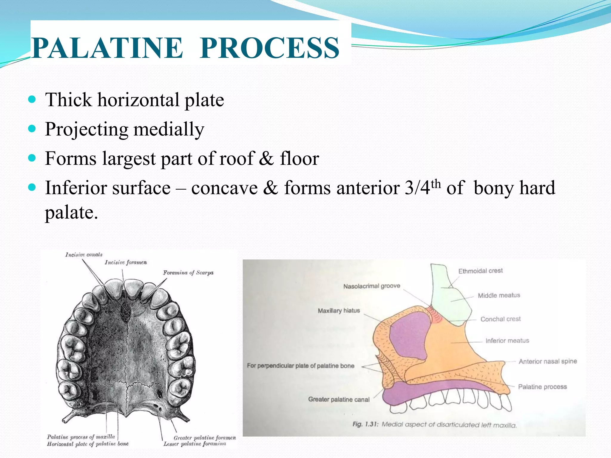 Maxilla anatomy, development & surgical anatomy | PPTX