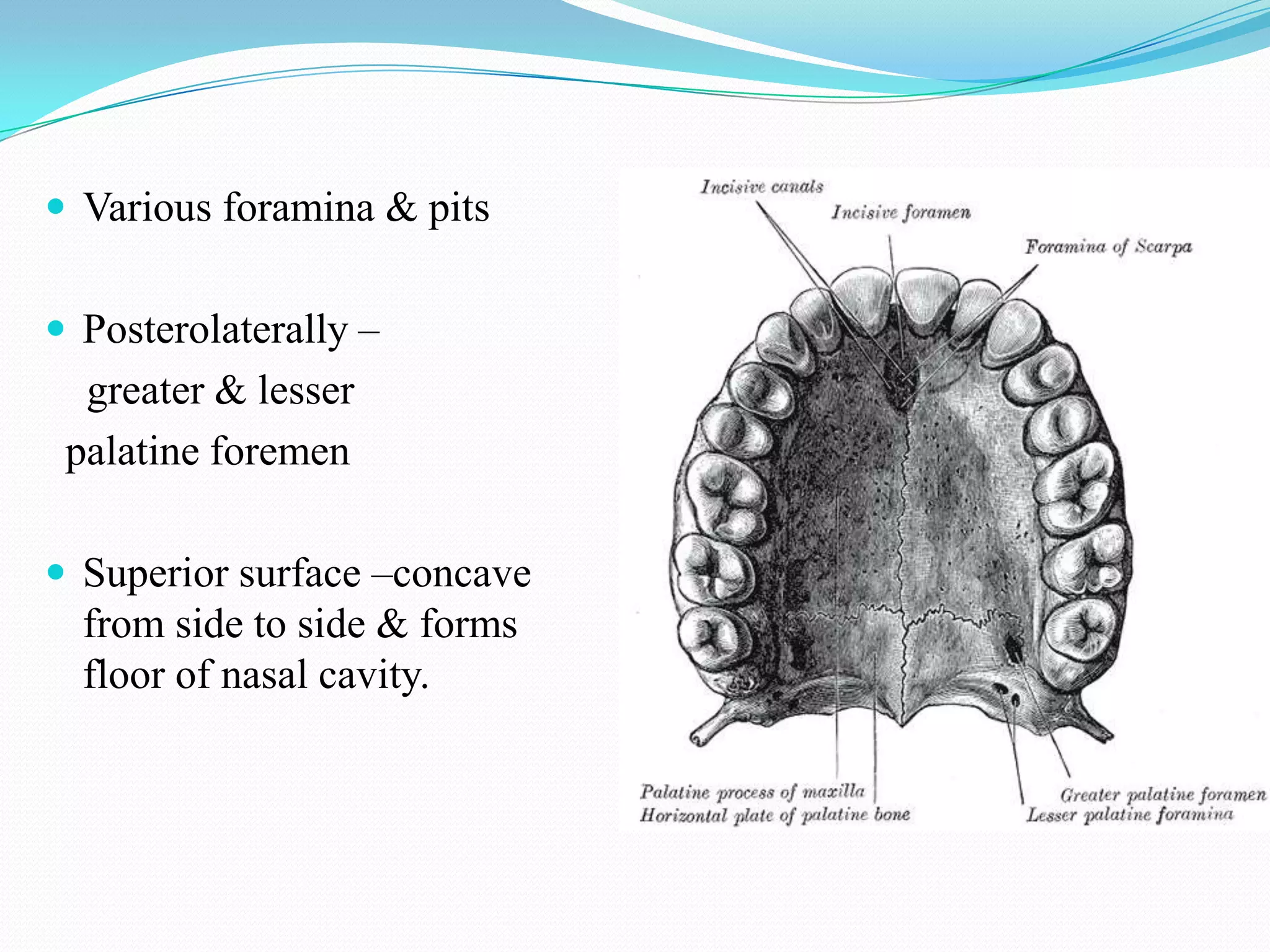 Maxilla anatomy, development & surgical anatomy | PPTX