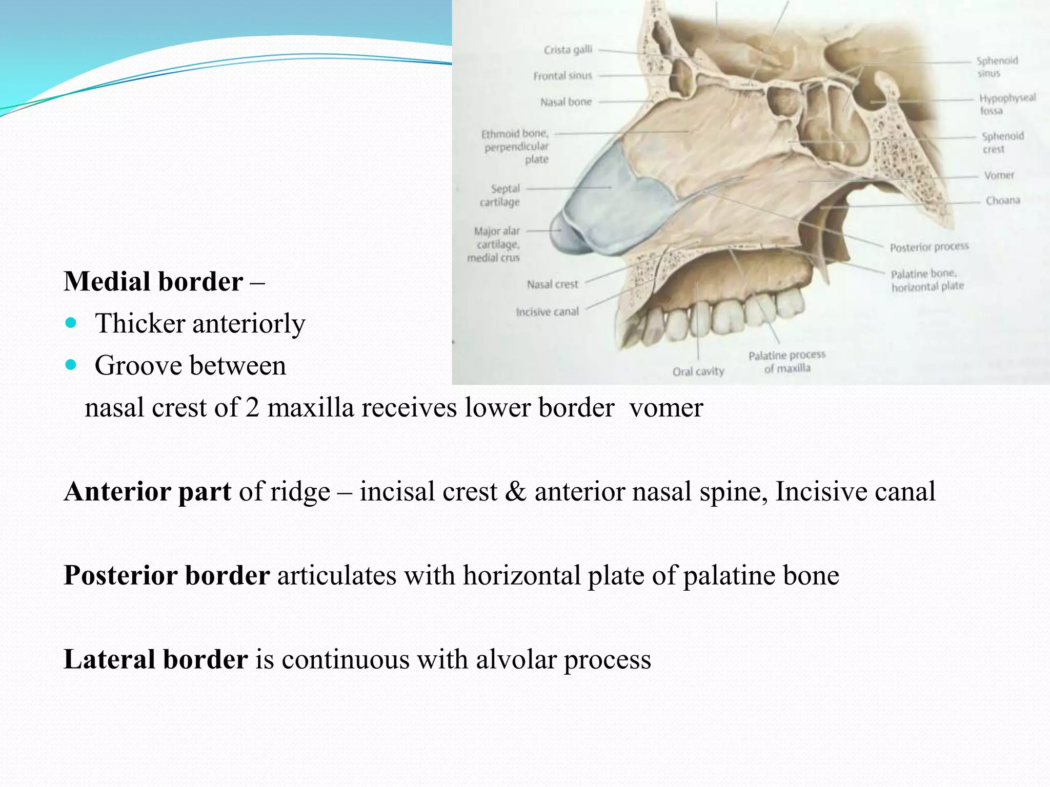 Maxilla anatomy, development & surgical anatomy | PPTX