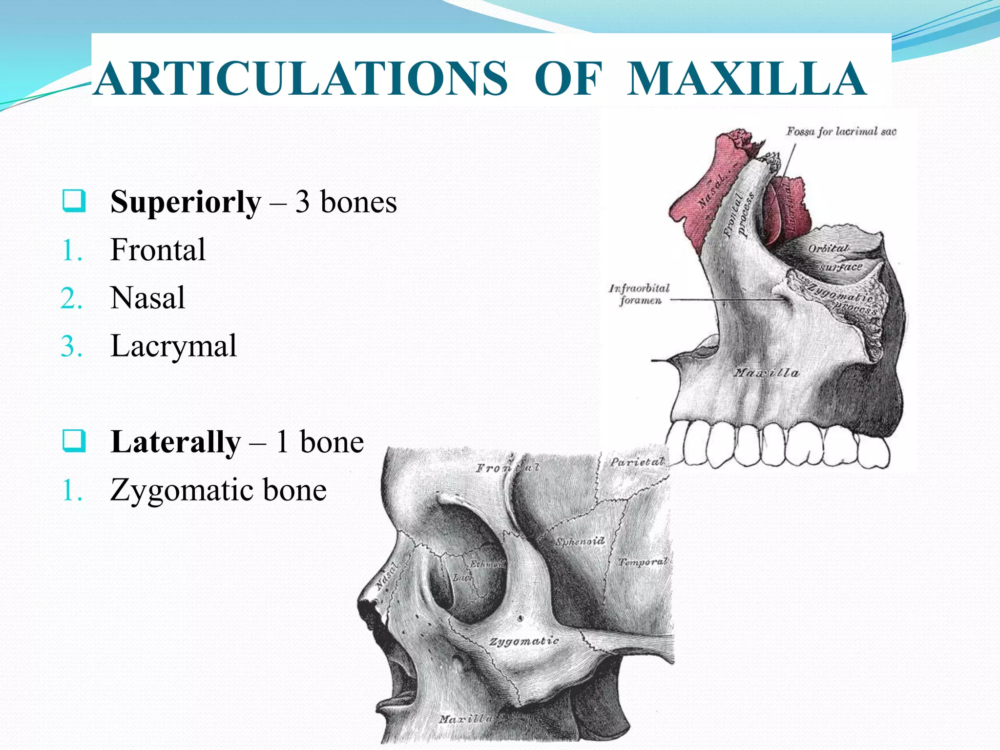 Maxilla anatomy, development & surgical anatomy | PPTX