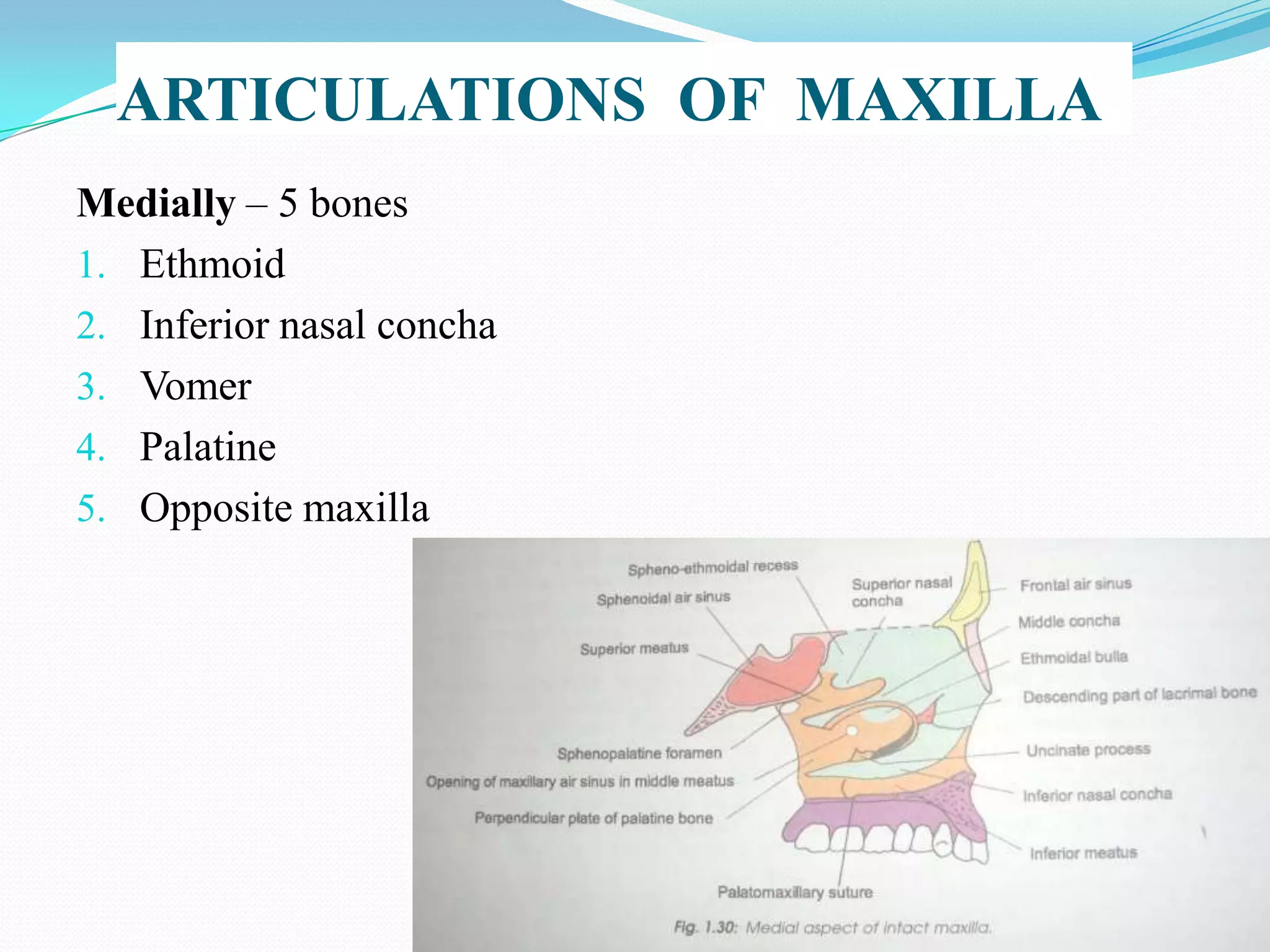 Maxilla anatomy, development & surgical anatomy | PPTX