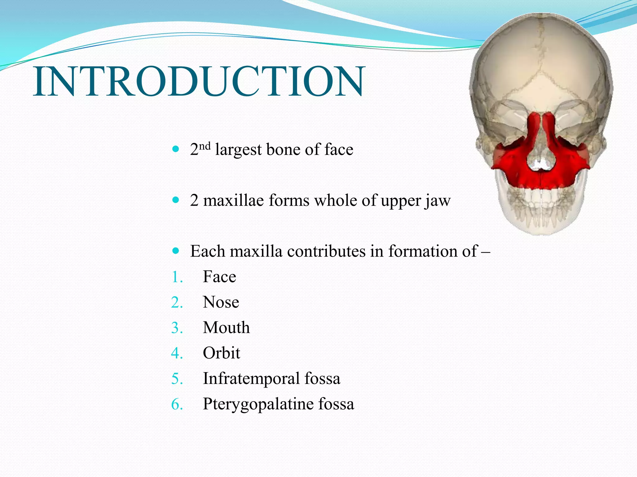 Maxilla anatomy, development & surgical anatomy | PPTX