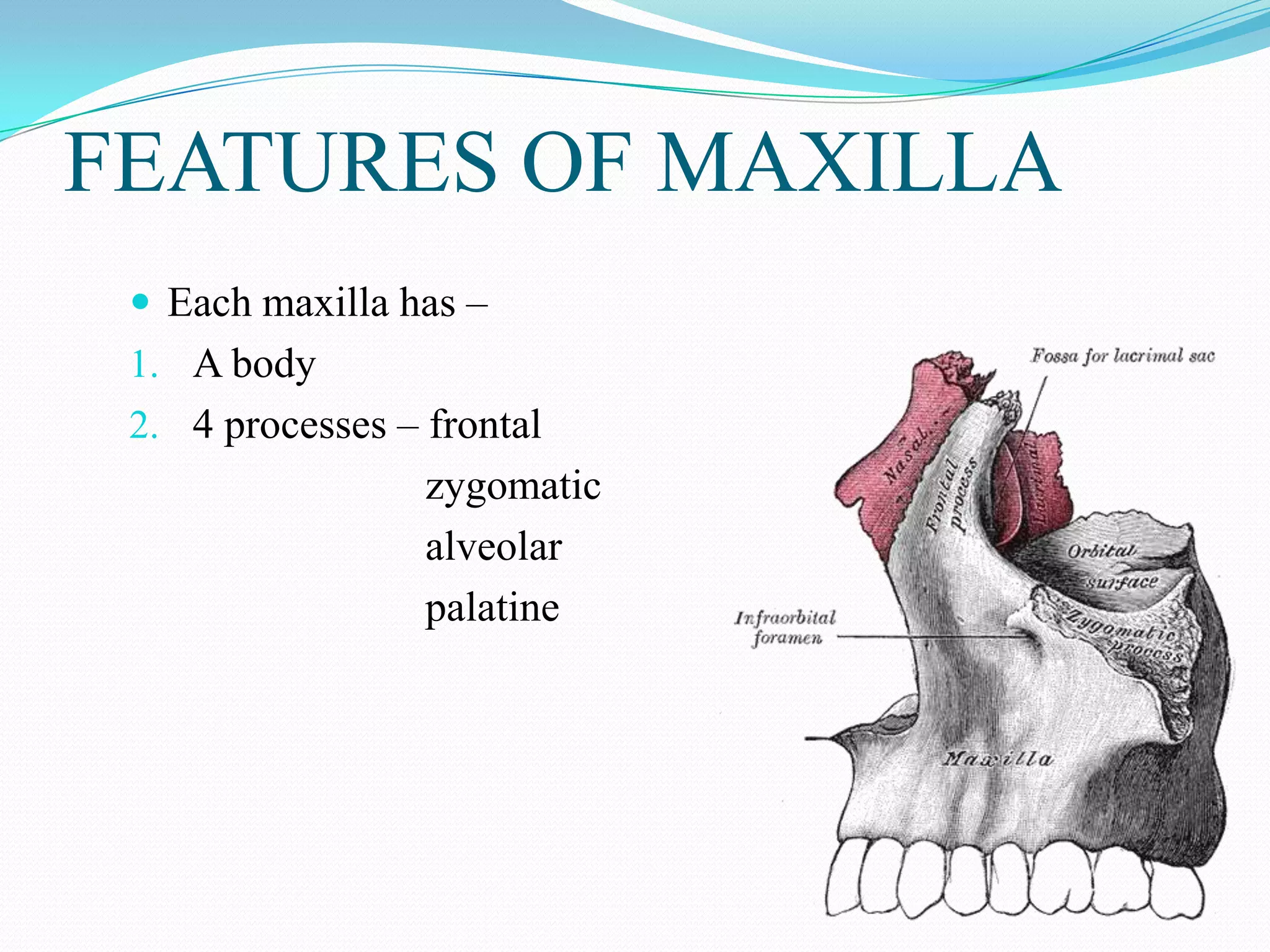 Maxilla anatomy, development & surgical anatomy | PPTX