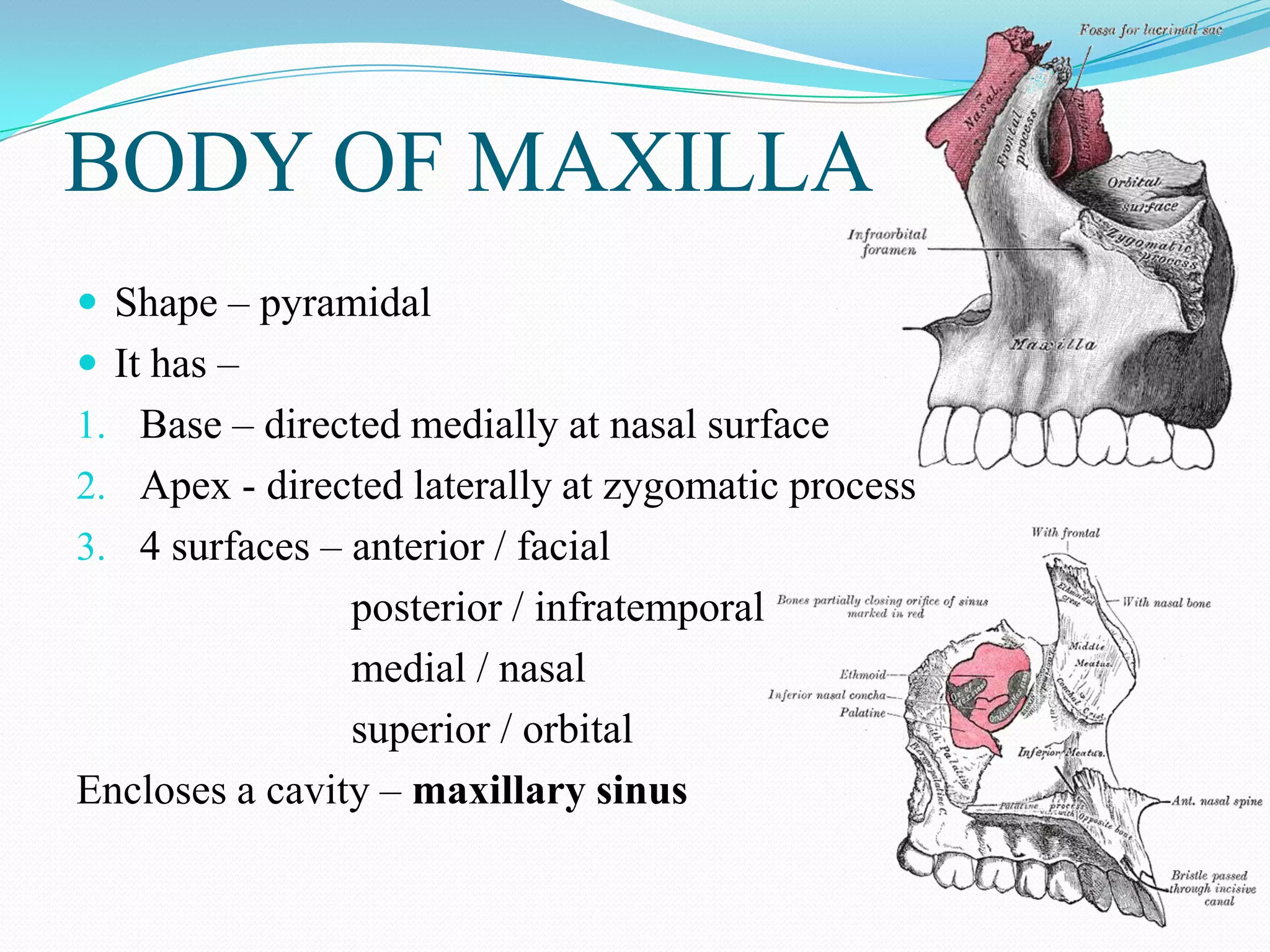 Maxilla anatomy, development & surgical anatomy | PPTX