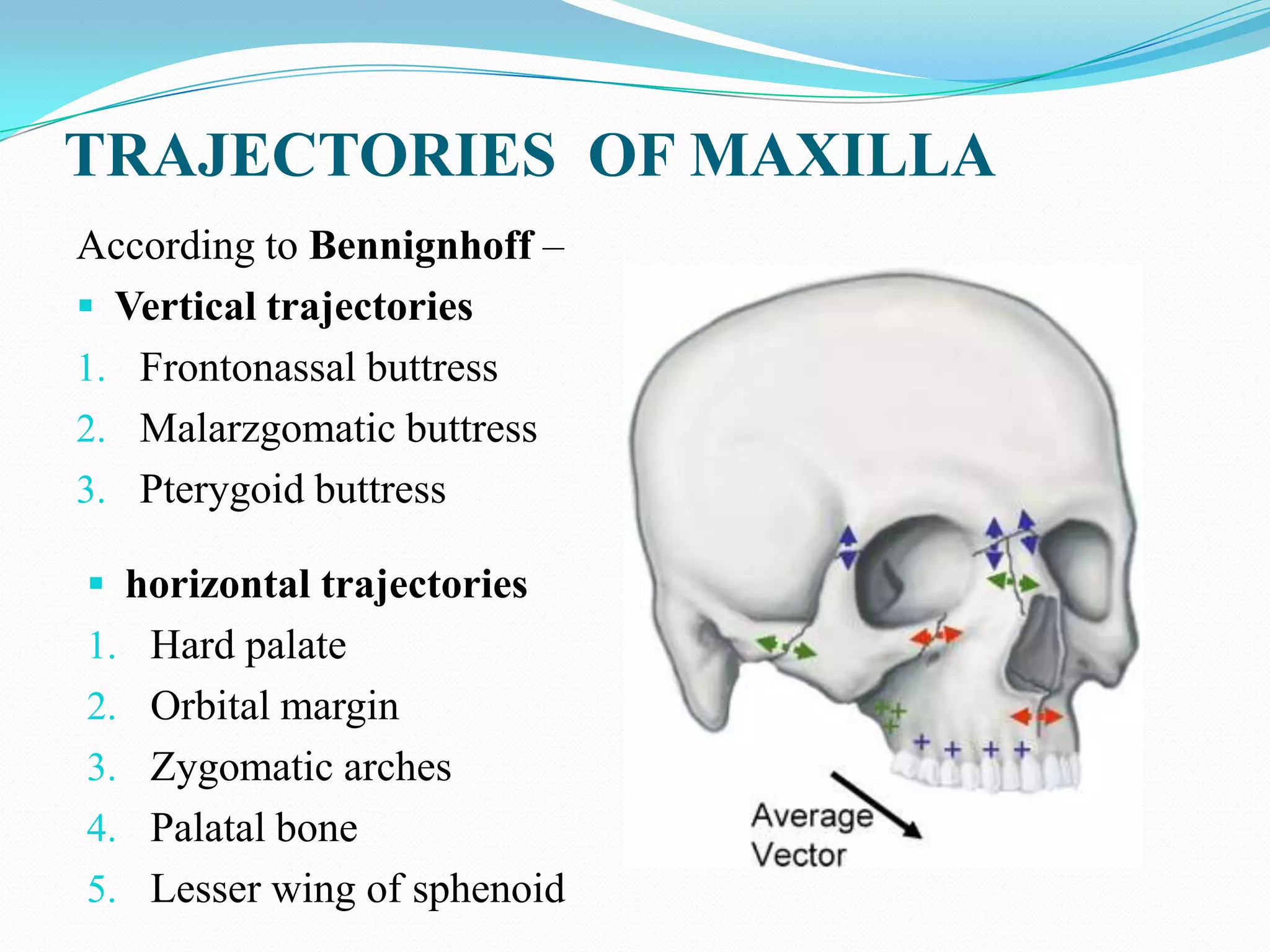 Maxilla anatomy, development & surgical anatomy | PPTX