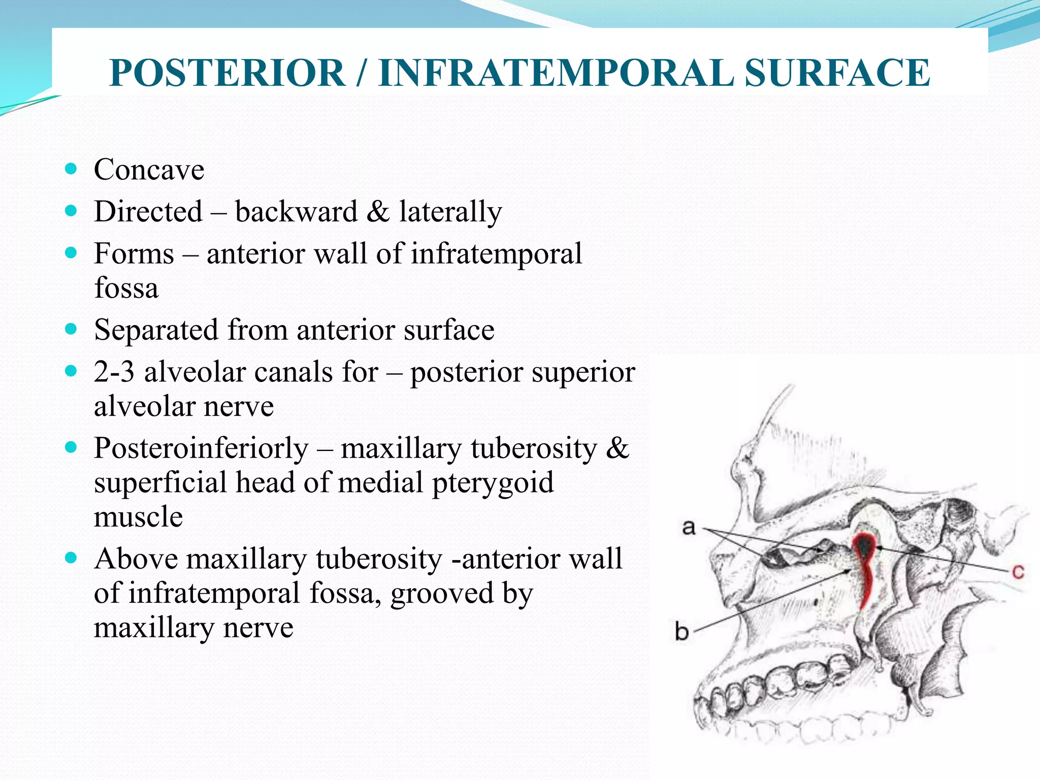 Maxilla anatomy, development & surgical anatomy | PPTX