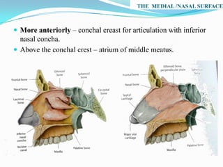 Maxilla anatomy, development & surgical anatomy | PPTX