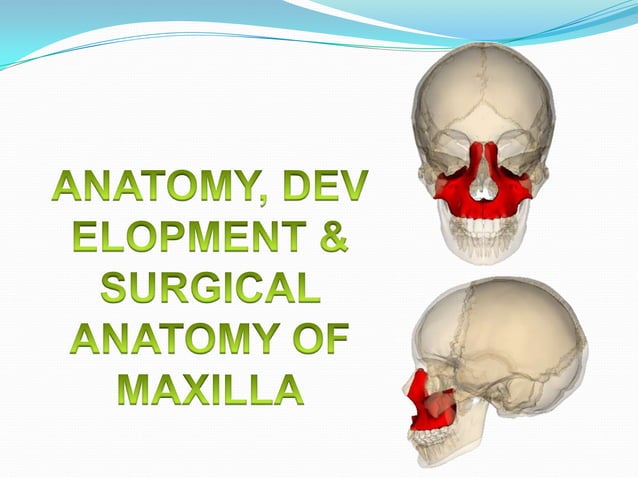 Maxilla anatomy, development & surgical anatomy | PPTX