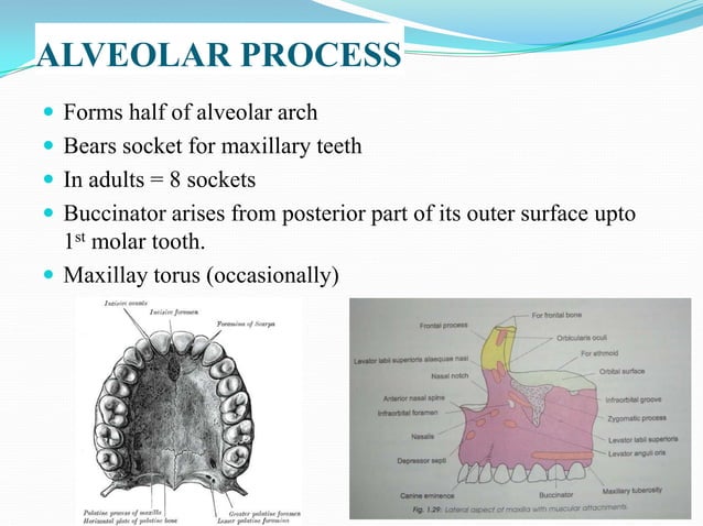 Maxilla anatomy, development & surgical anatomy | PPTX