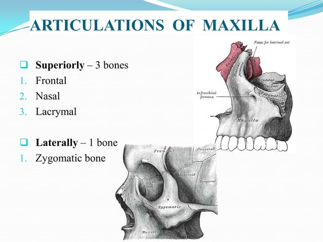 Maxilla anatomy, development & surgical anatomy | PPTX