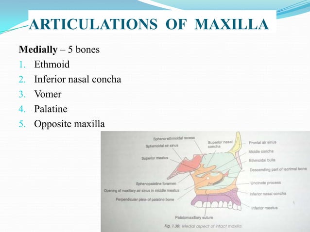 Maxilla anatomy, development & surgical anatomy | PPTX