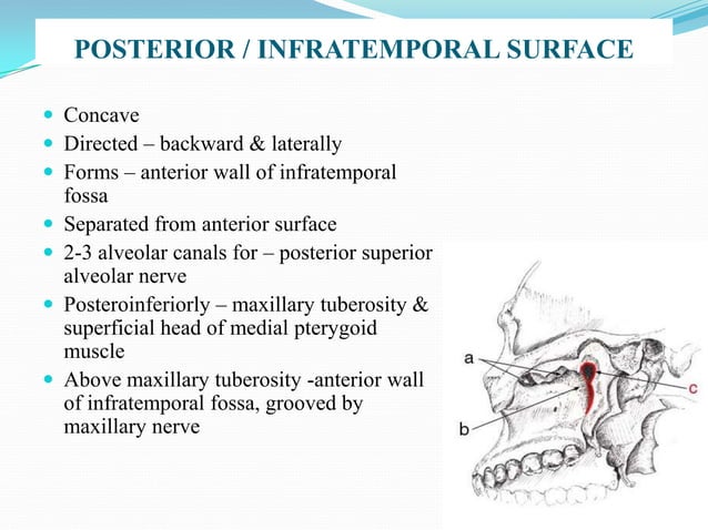 Maxilla anatomy, development & surgical anatomy | PPTX