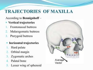 Maxilla anatomy, development & surgical anatomy | PPT