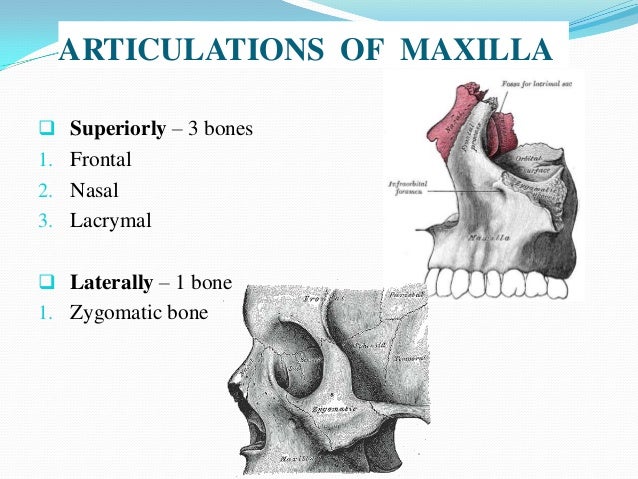 Maxilla anatomy, development & surgical anatomy